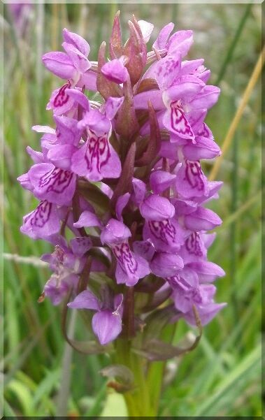 Moonfleet of Kinson - Kinson Wild Flowers