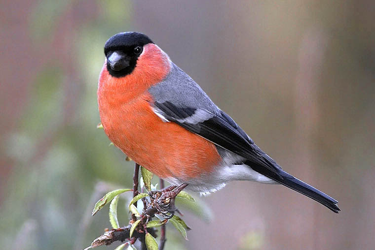 bullfinch | 小鳥